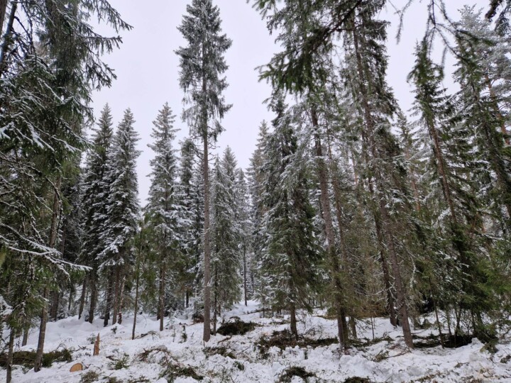 Lukket hogst • Skogkurs