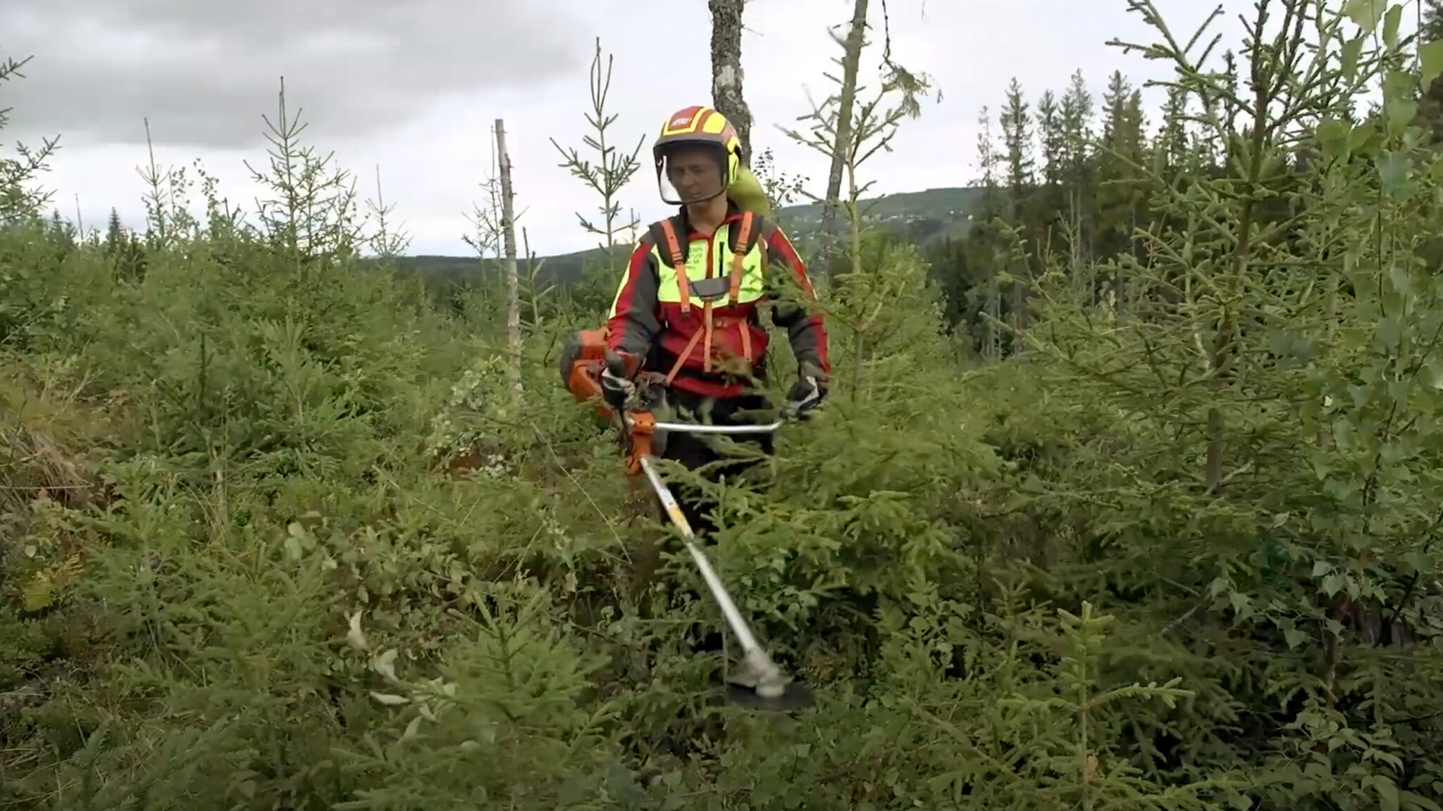 Ungskogpleie med motorryddesag – 7,5 timer – kursbeskrivelse • Skogkurs